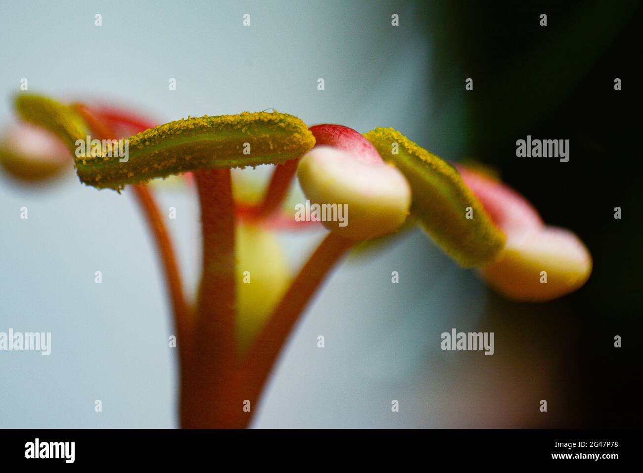 pollen and pistil of the pasiflora flower Stock Photo - Alamy