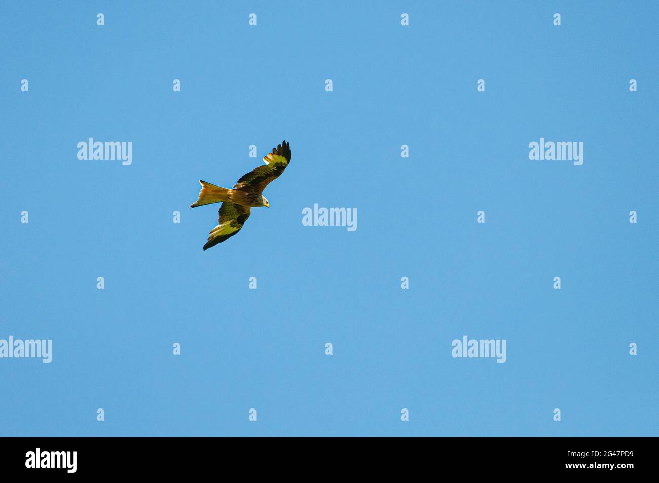 Whistling kite flying in the sky Stock Photo - Alamy