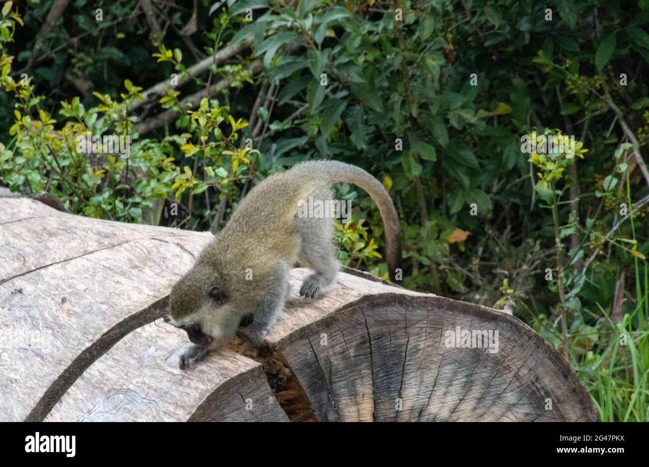 Monkey business - vervet monkeys play on the log of a fallen tree in ...