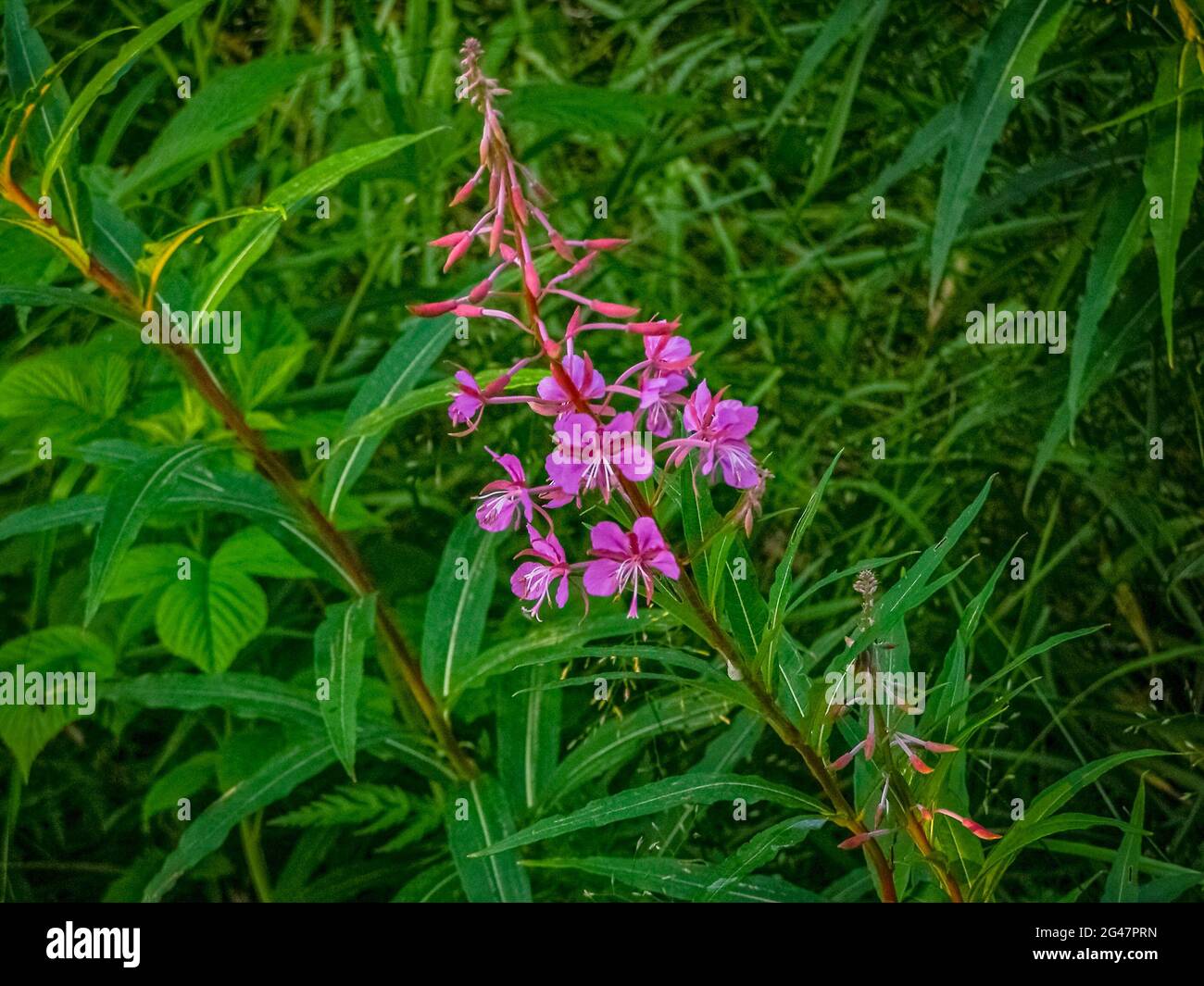 Fireweed growing in summer landscape Stock Photo - Alamy