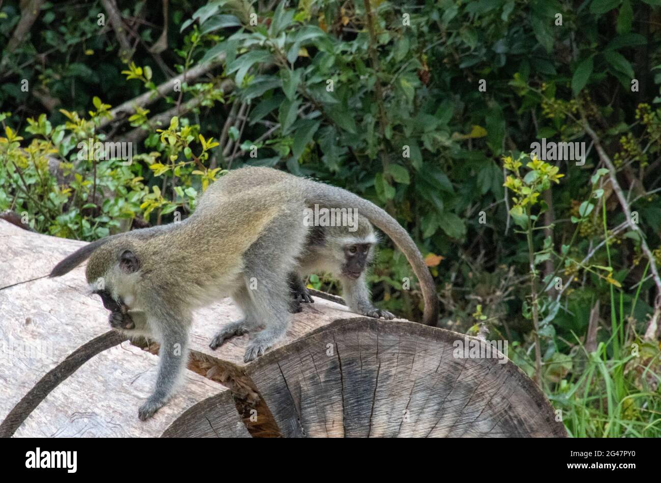 Monkey business - vervet monkeys play on the log of a fallen tree in ...