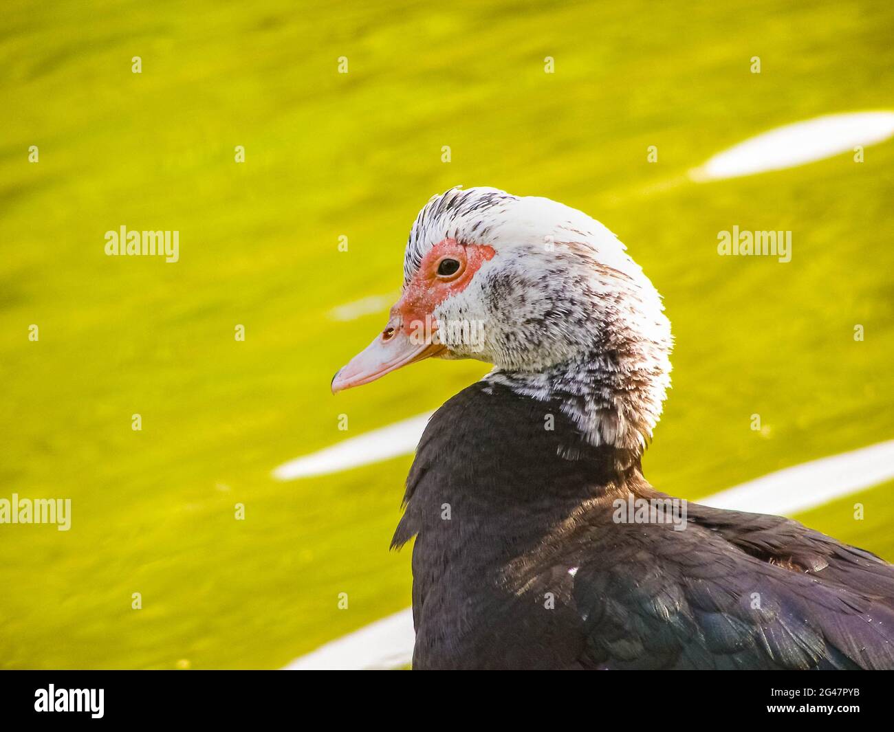Stoke bird hi-res stock photography and images - Alamy