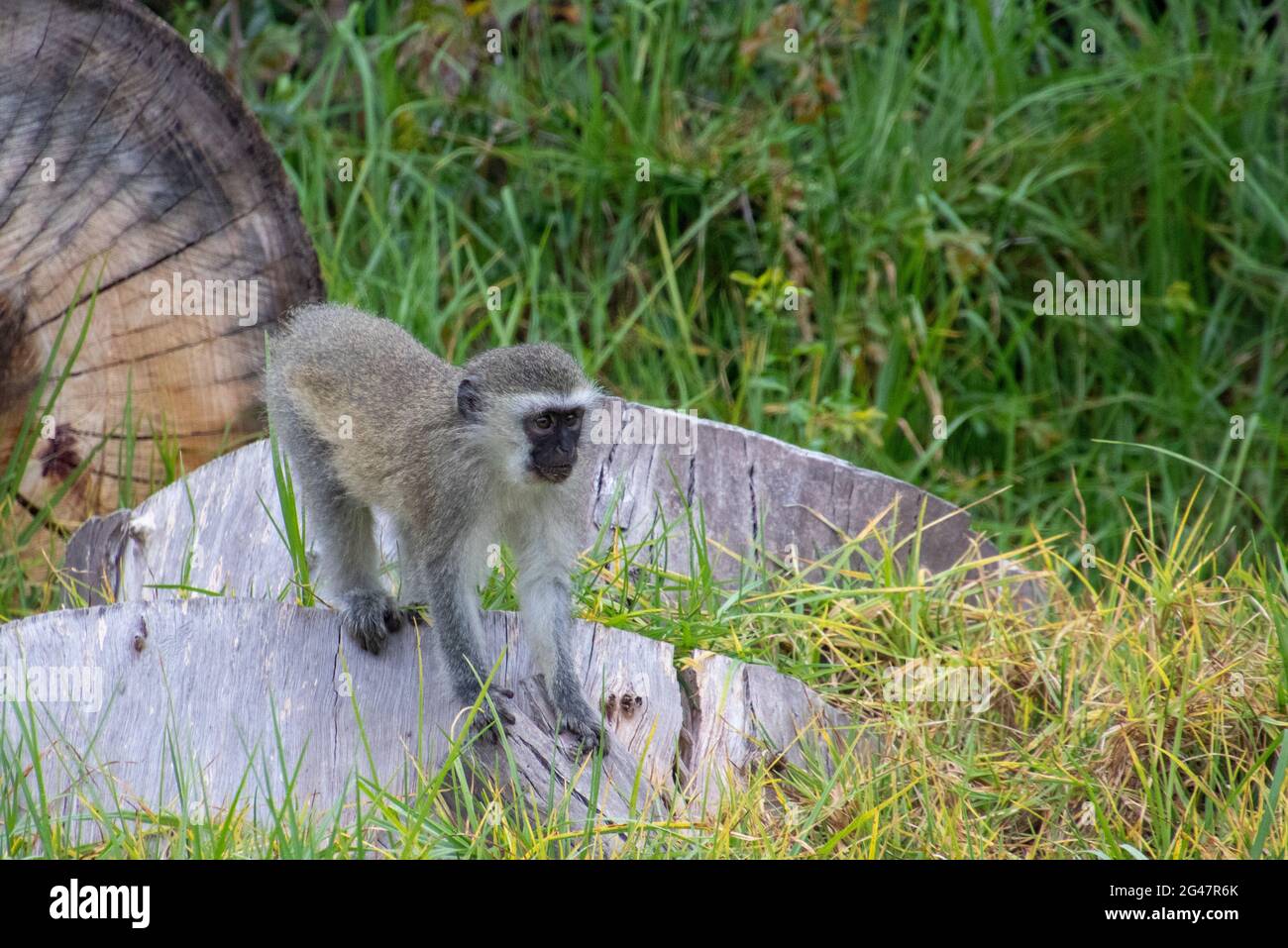 Monkey business - vervet monkeys play on the log of a fallen tree in ...
