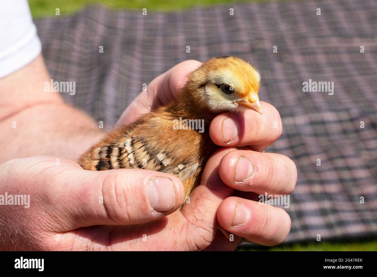 Man holding chick hi-res stock photography and images - Alamy