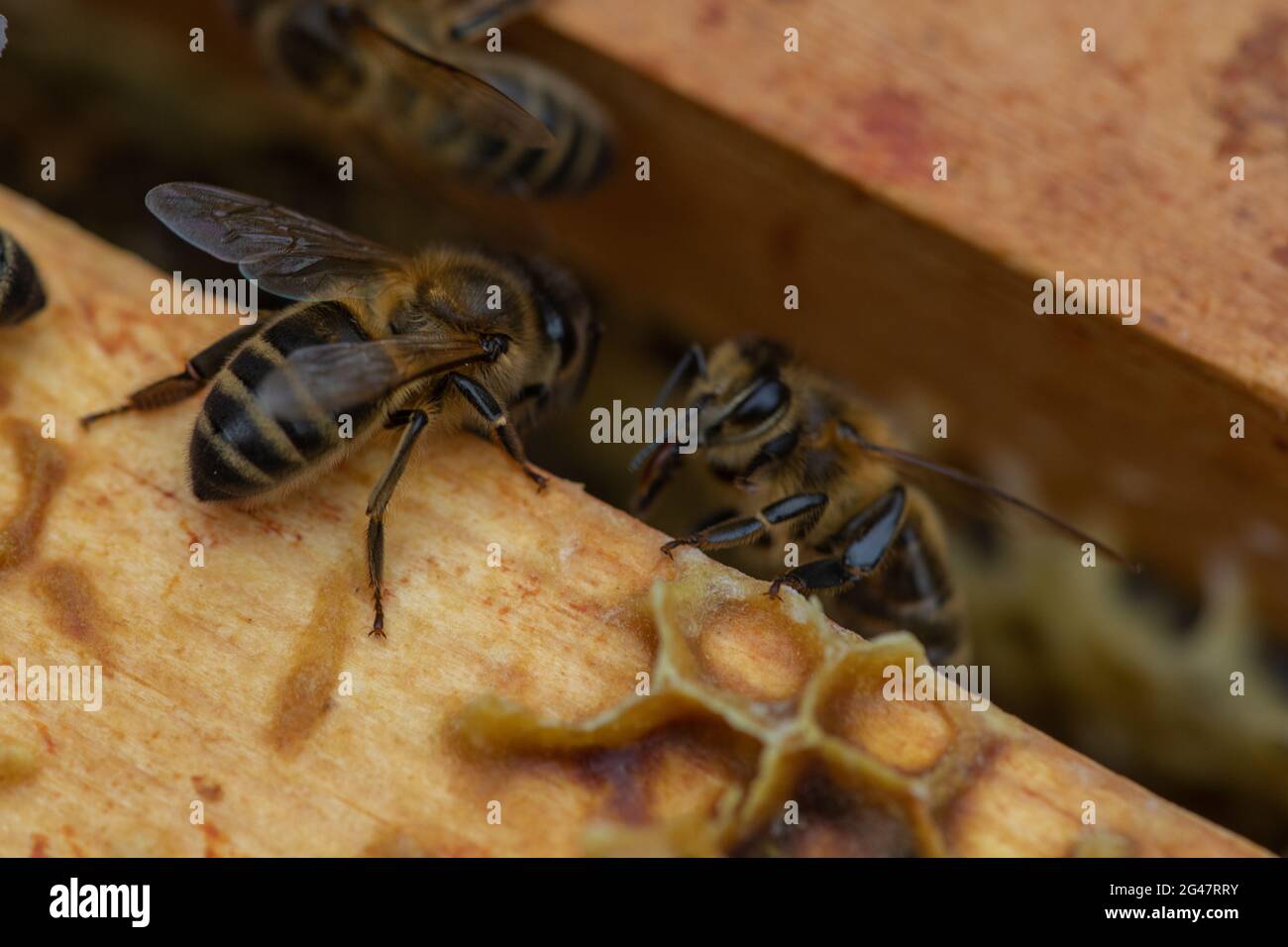 Honey bees (Apis mellifera) interacting on frames in a beehive Stock ...
