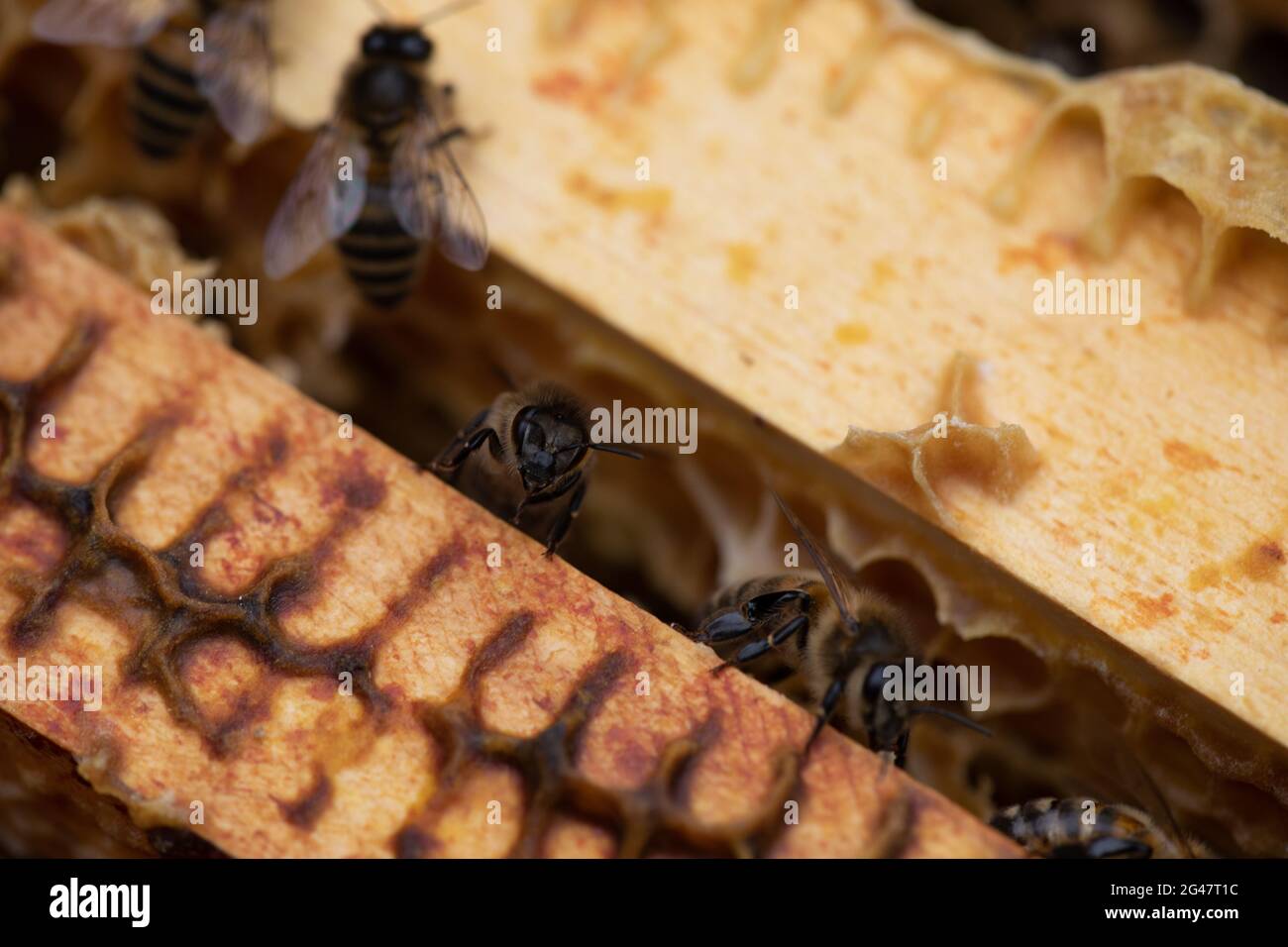 Honey bees (Apis mellifera) emerging from frames in a beehive Stock ...