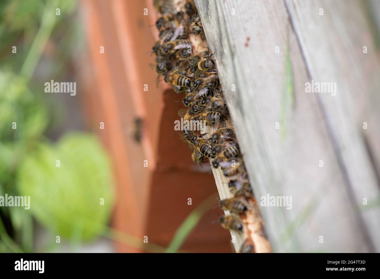 Honey bees (Apis mellifera) at the hive entrance Stock Photo - Alamy