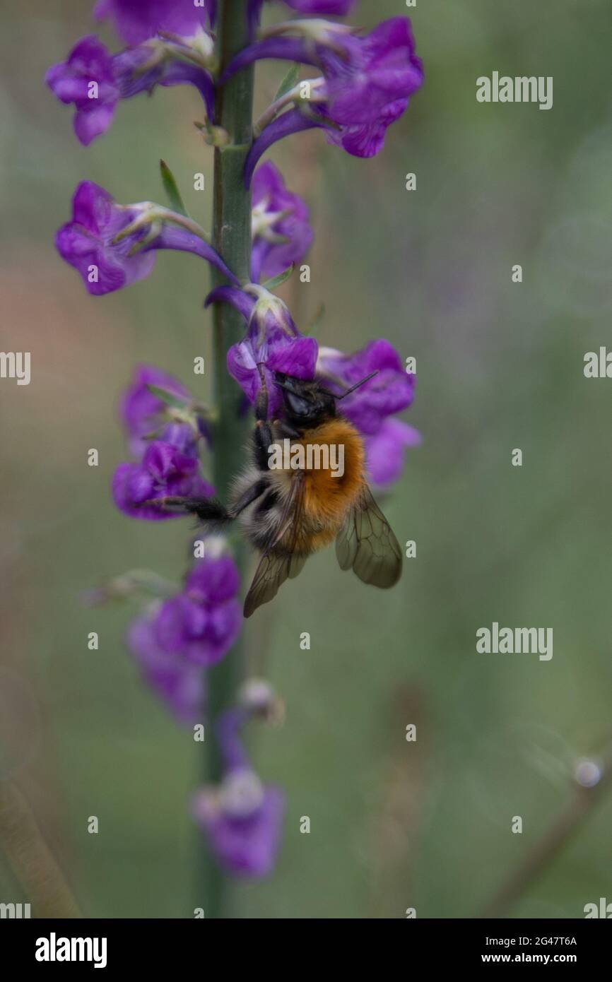 Male Common Carder Bee (Bombus pascuorum) bumblebee on Salvia nemorosa ...