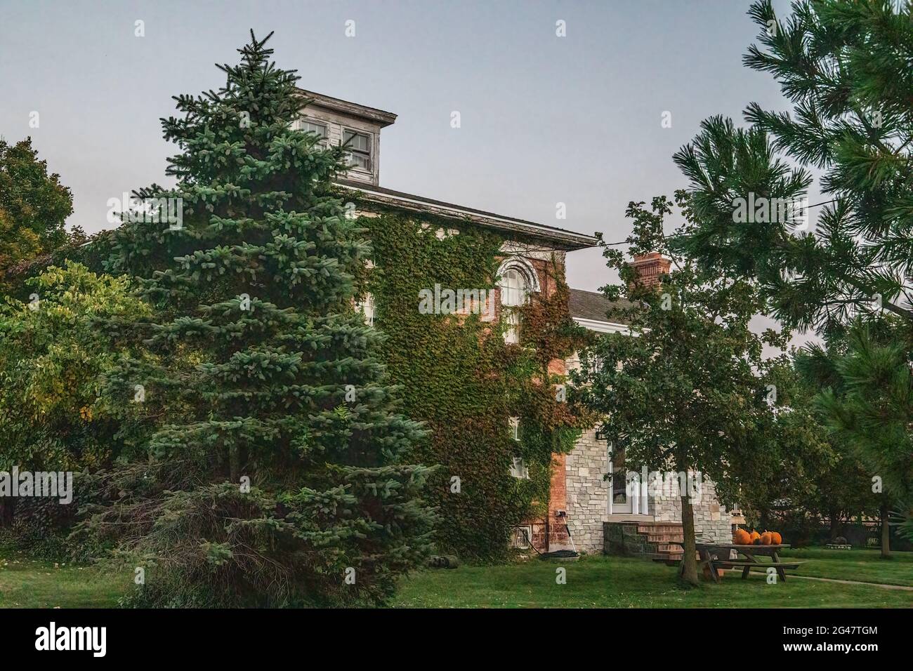 Vines on brick wall hi-res stock photography and images - Alamy