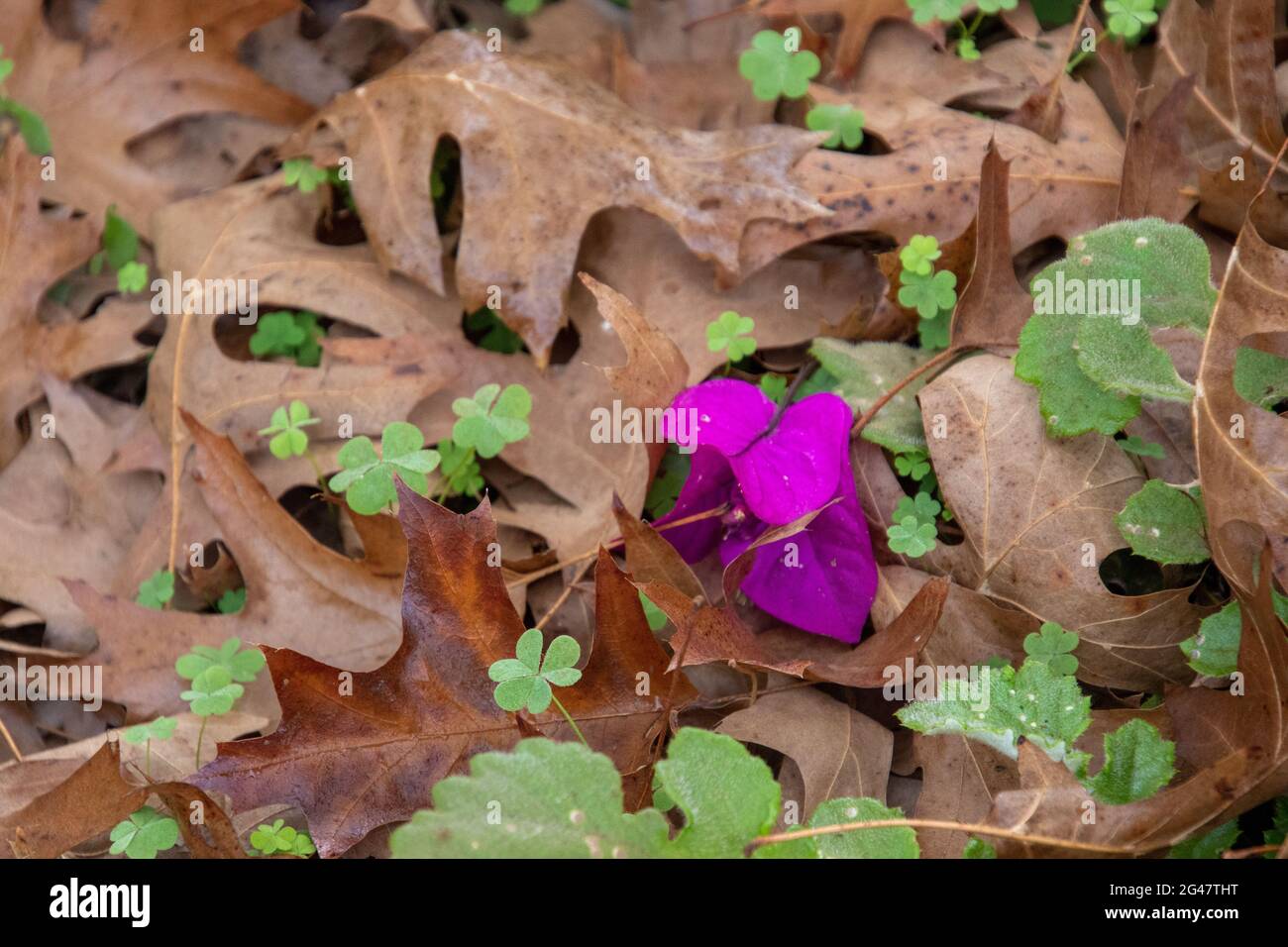 Concept - stand out from the mundane. A colorful flower isolated ...