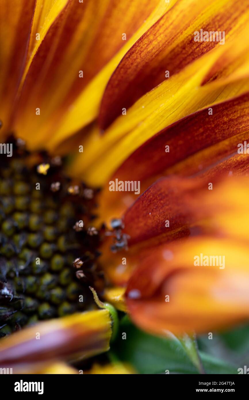Copper queen sunflower hi-res stock photography and images - Alamy