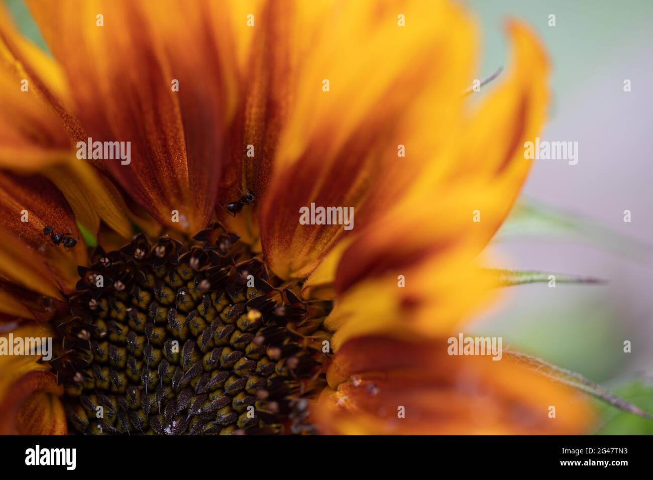 Copper native american hi-res stock photography and images - Alamy