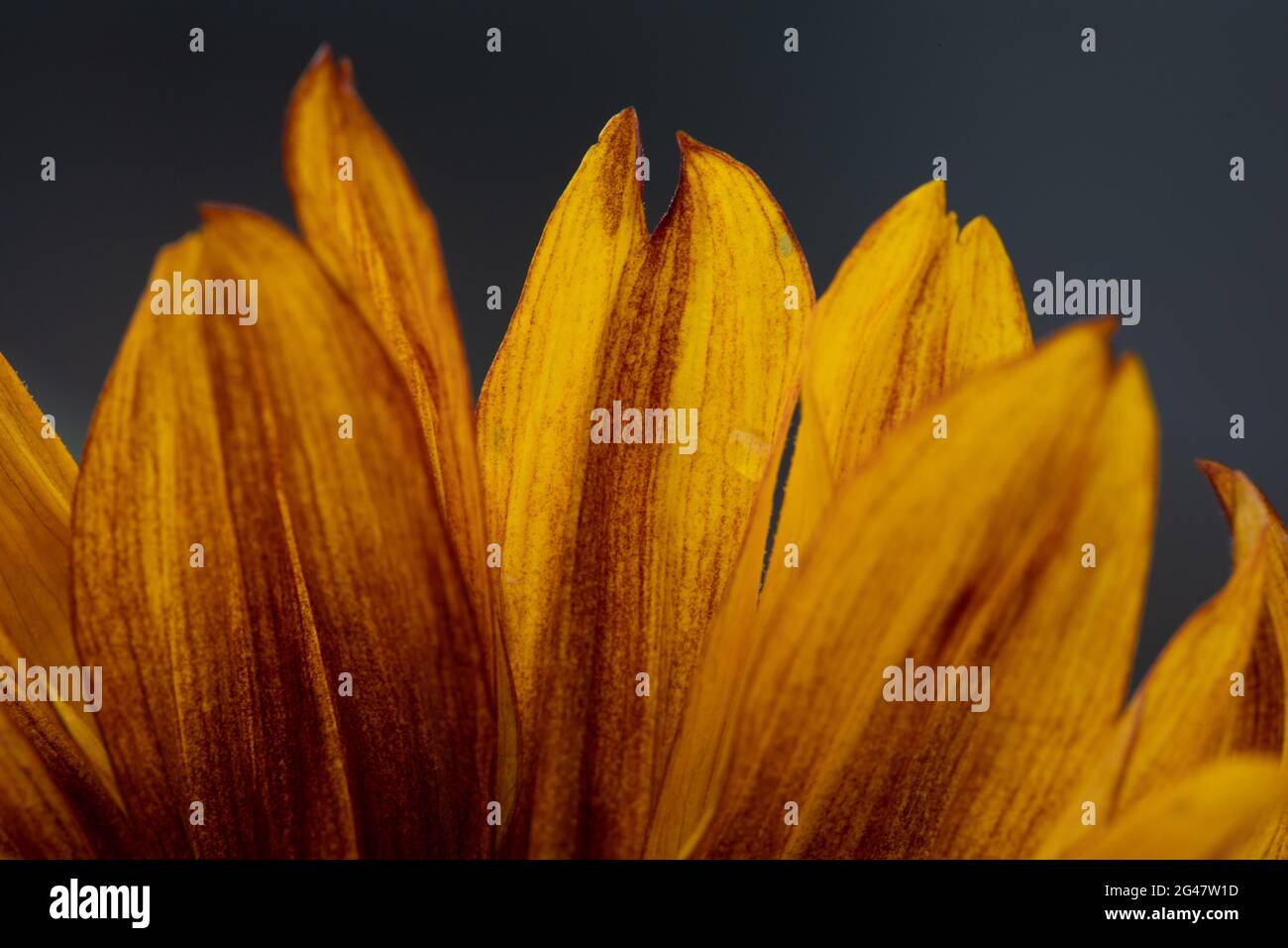 Sunflower, Copper Queen Stock Photo - Alamy