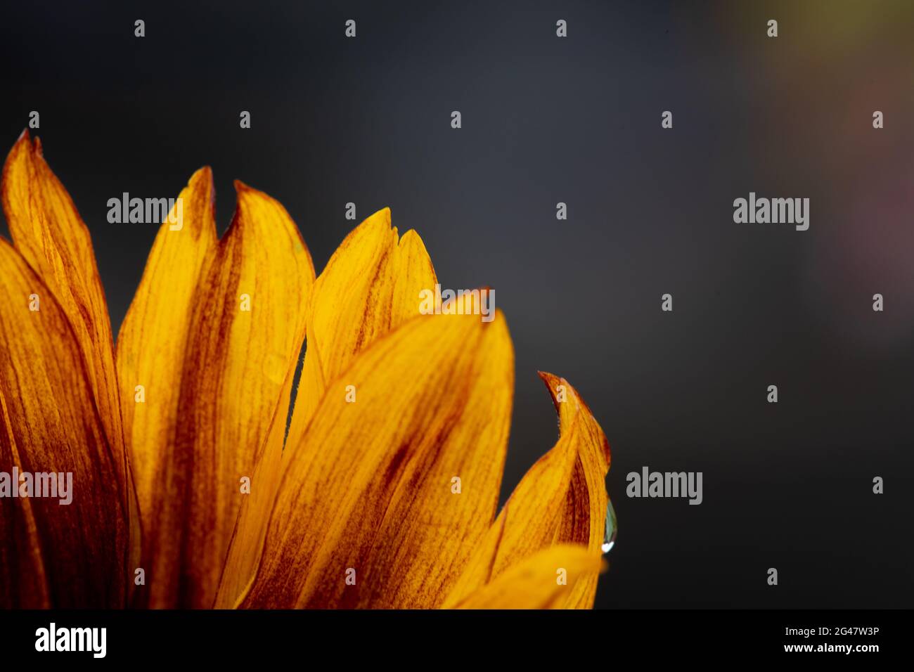 Sunflower, Copper Queen Stock Photo - Alamy