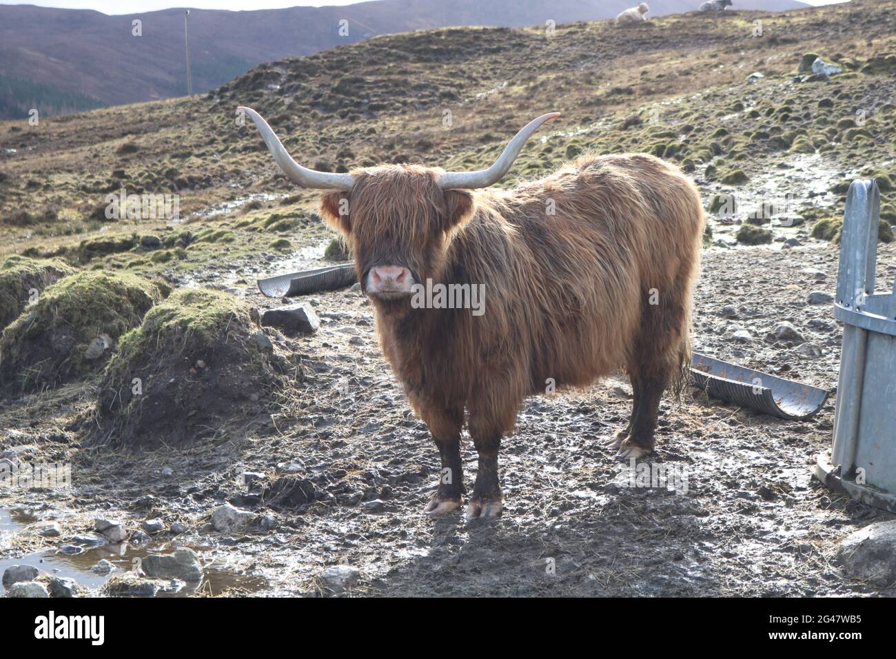 Highland cow looking at the camera, on the Isle of Skye Stock Photo - Alamy