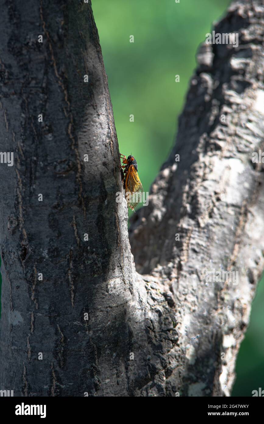 Cicada on a tree Stock Photo - Alamy