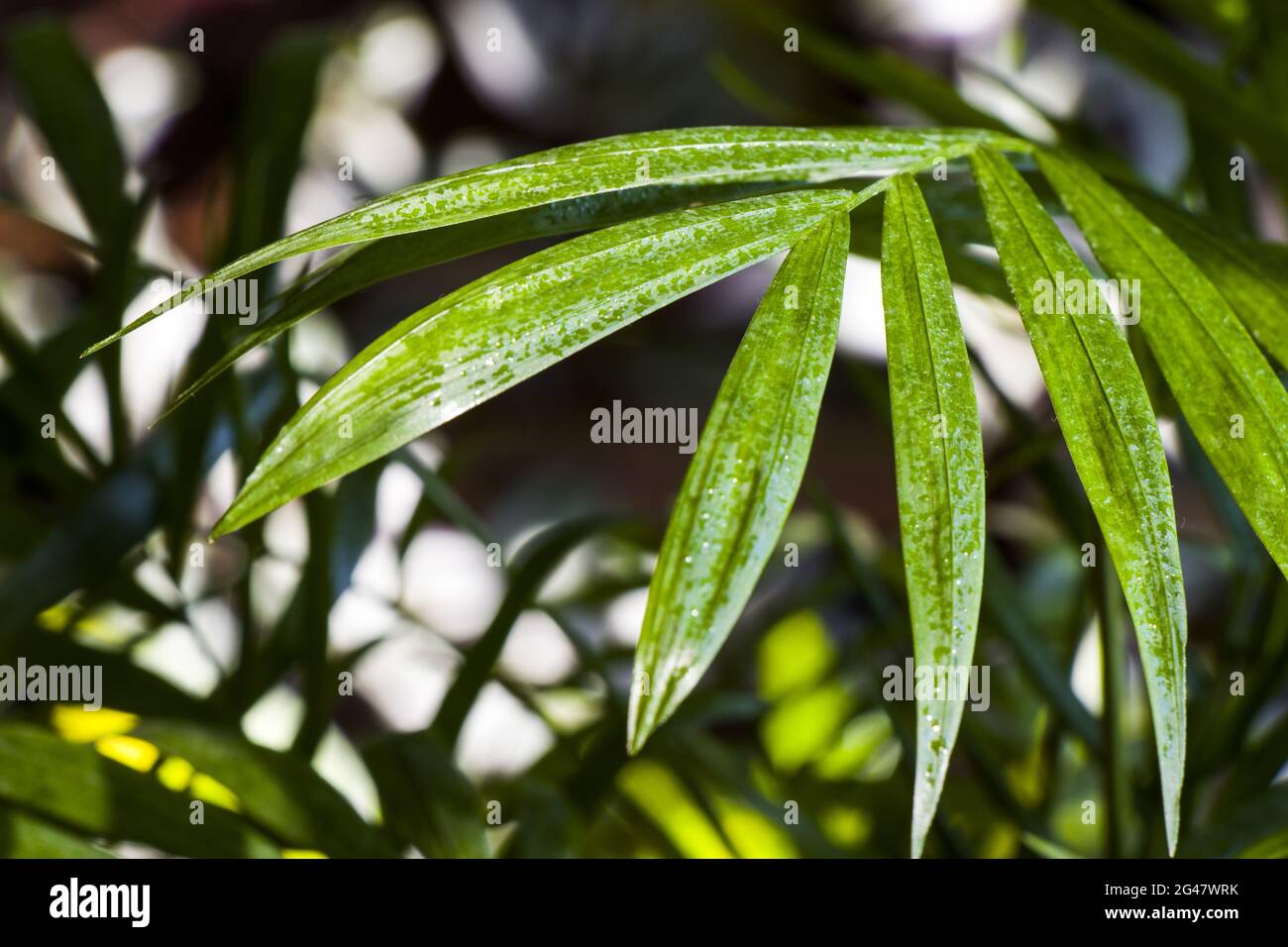 Indoor areca palm (Dypsis lutescens) plant on background of a curtain ...