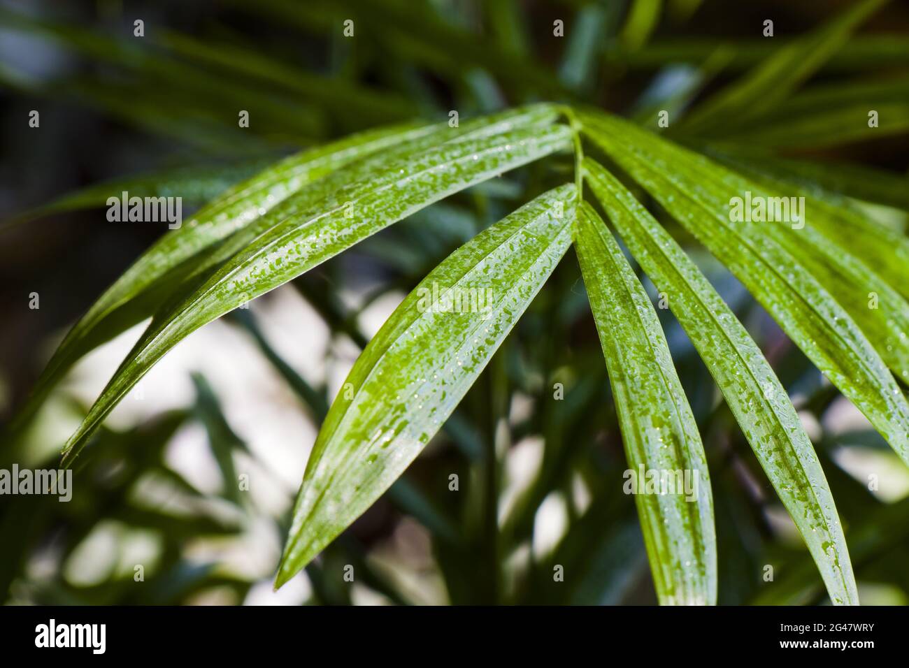 Indoor areca palm (Dypsis lutescens) plant on background of a curtain ...