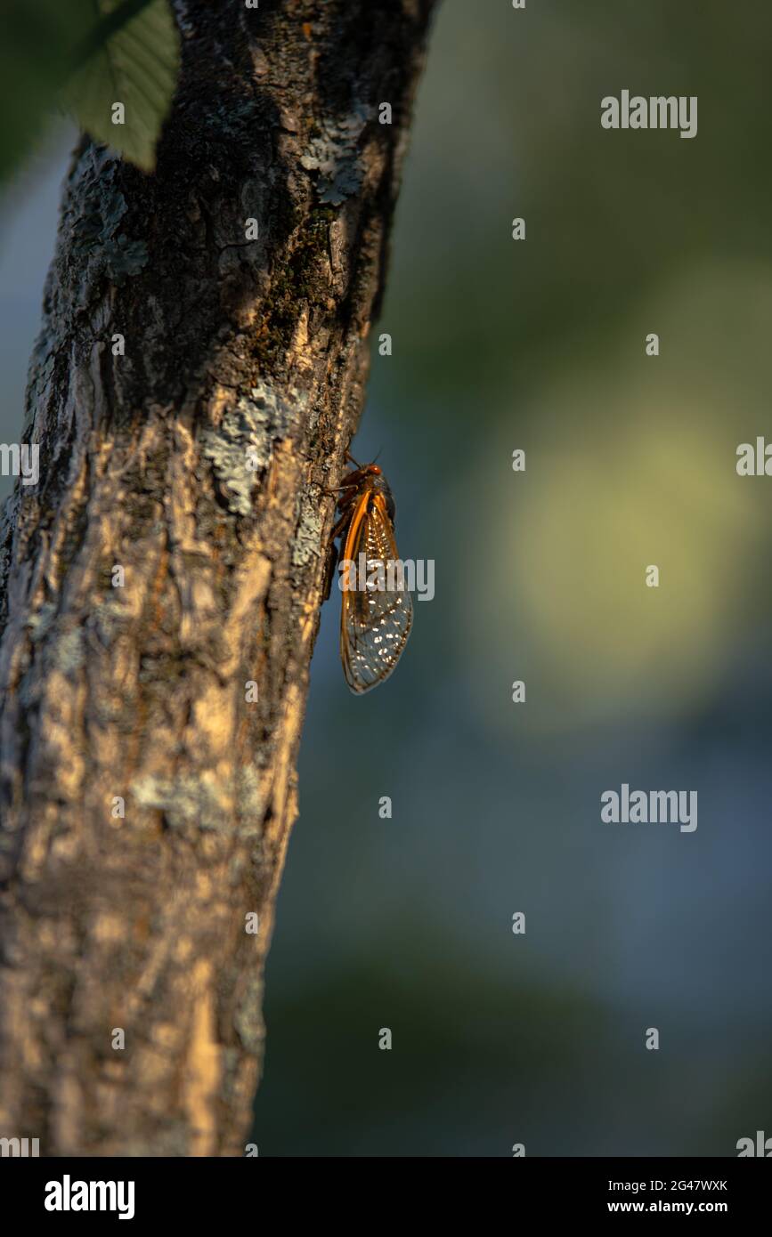 Cicada on a tree Stock Photo - Alamy