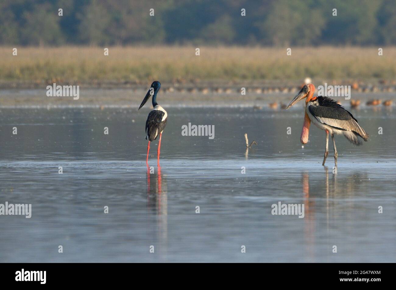Two Different Stork Species In One Frame Stock Photo - Alamy