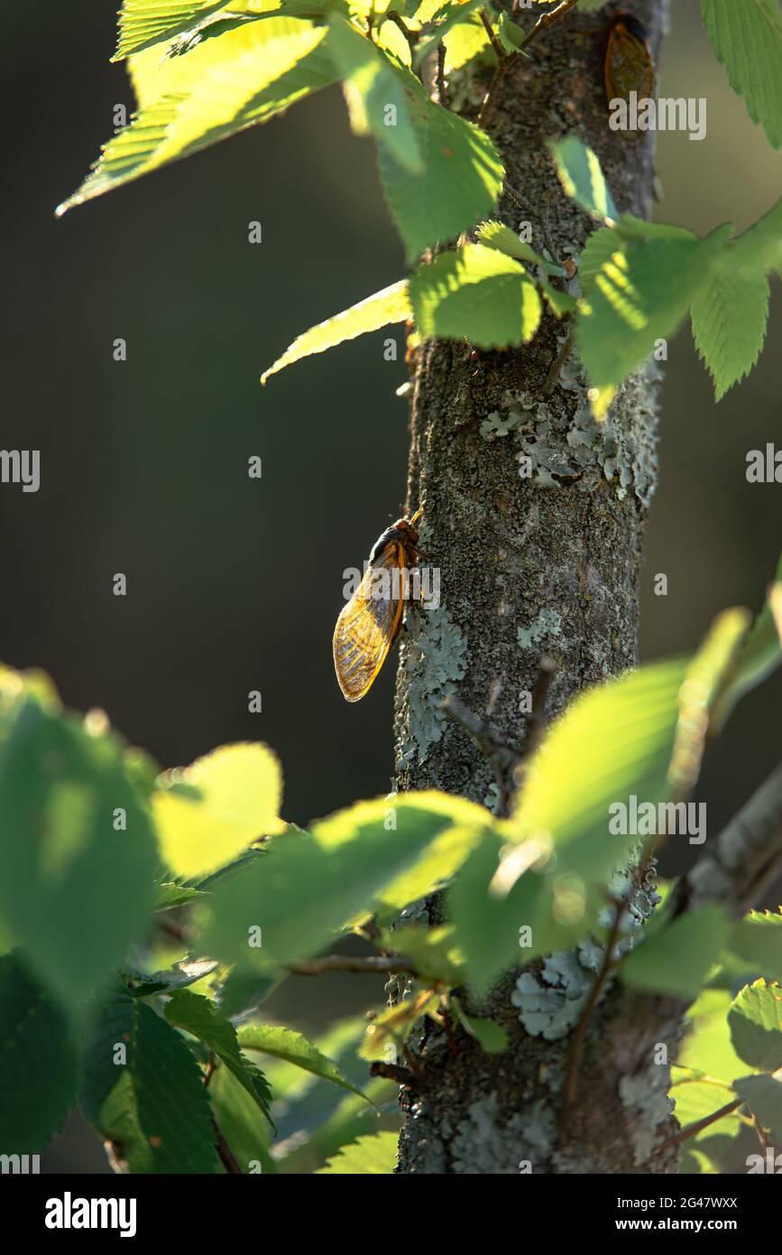 Cicada on a tree Stock Photo - Alamy