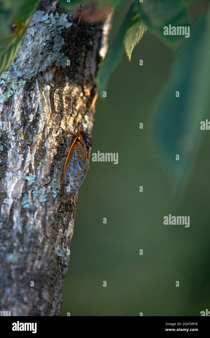 Cicada on a tree Stock Photo - Alamy