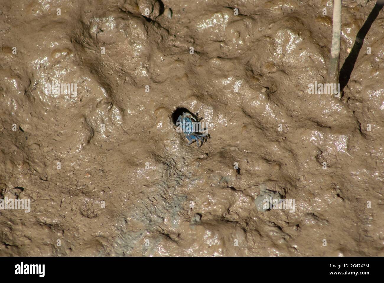 Blue mud crab hi-res stock photography and images - Alamy