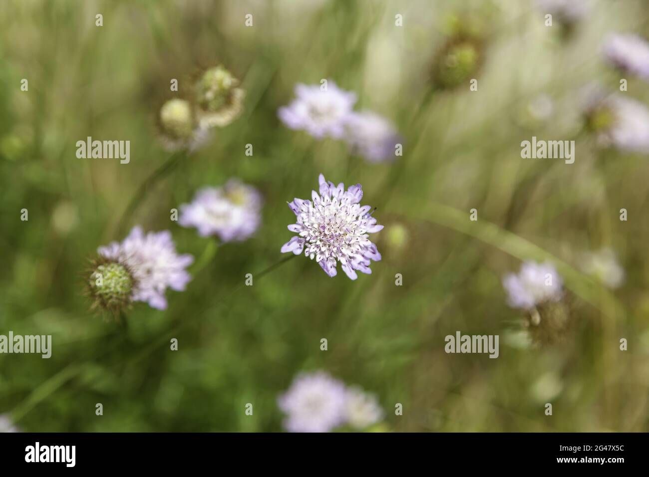 Detail of wild colored flowers in the field, nature and freedom Stock ...