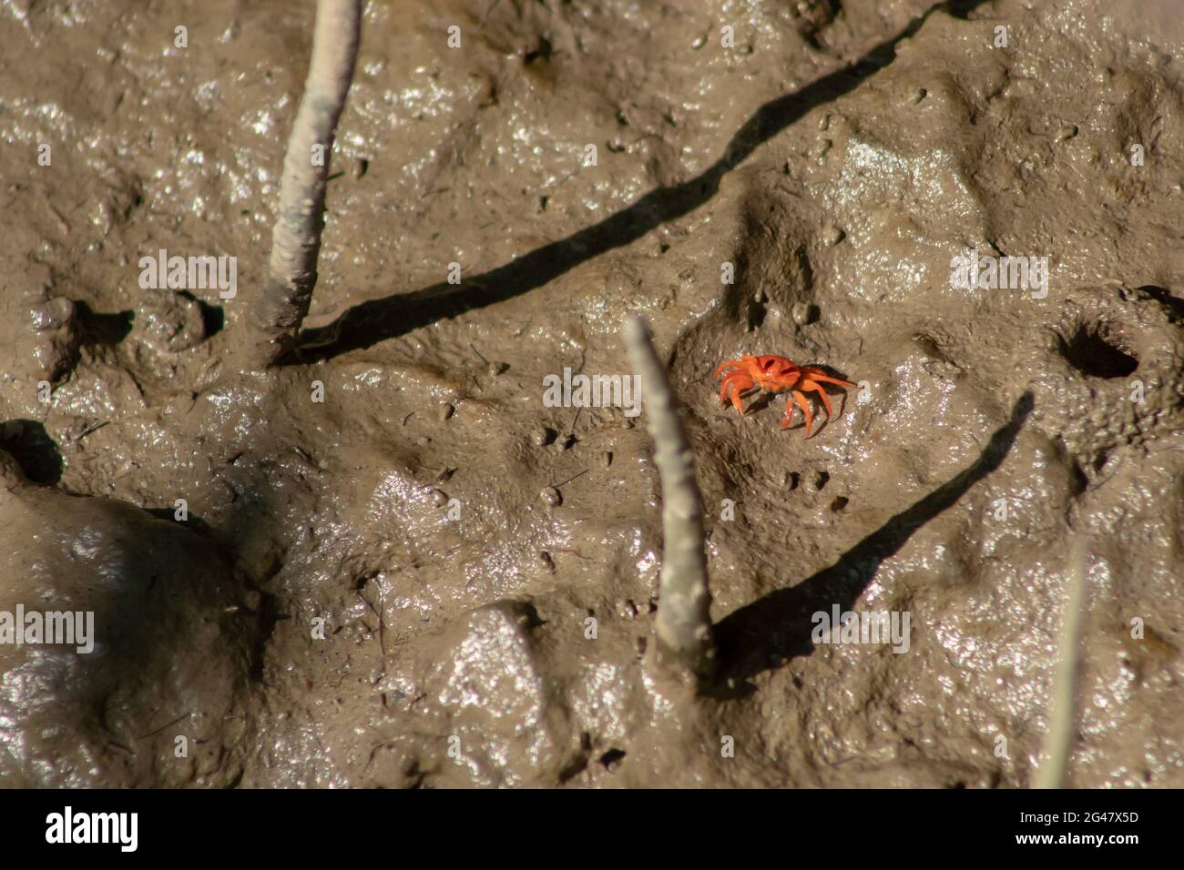 Mangrove crabs hi-res stock photography and images - Alamy