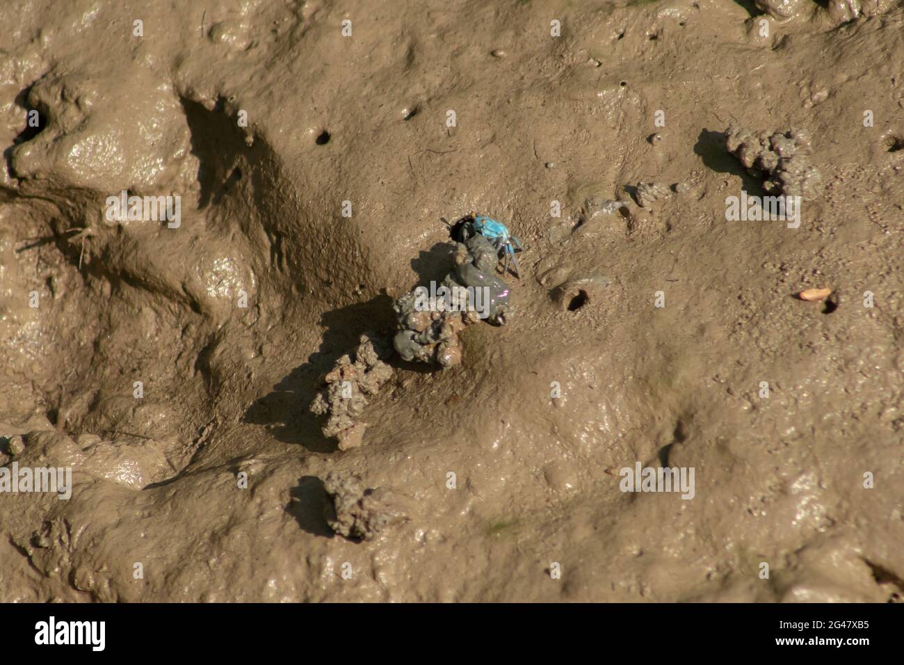 Blue fiddle crab making sand balls on mudflats in mangrove forest ...