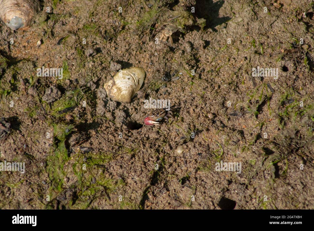 Dry mudflat hi-res stock photography and images - Alamy