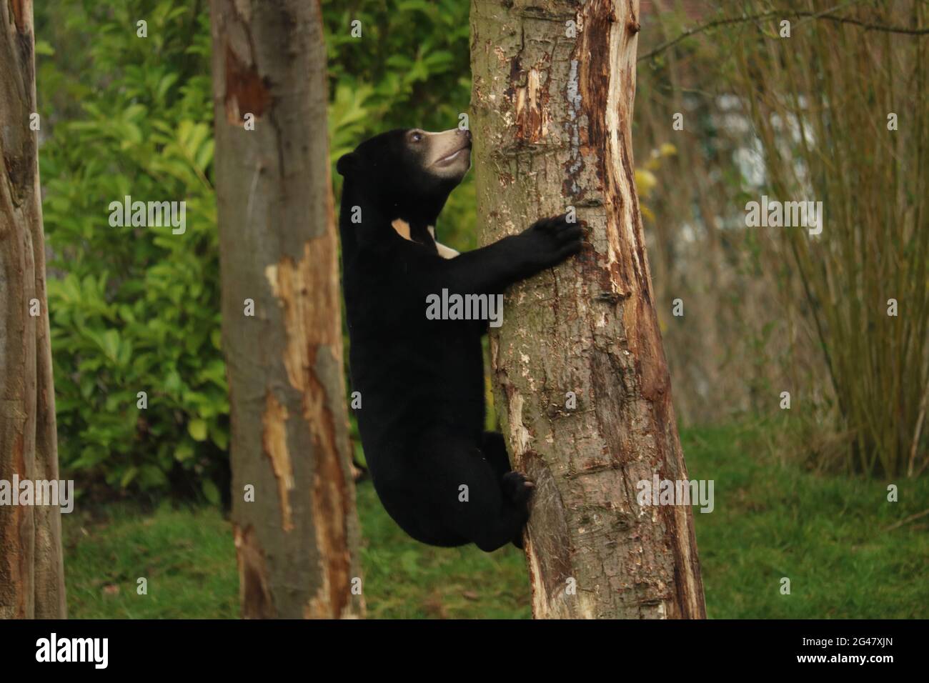 Sun Bear climbing up a tree at Chester Zoo Stock Photo - Alamy