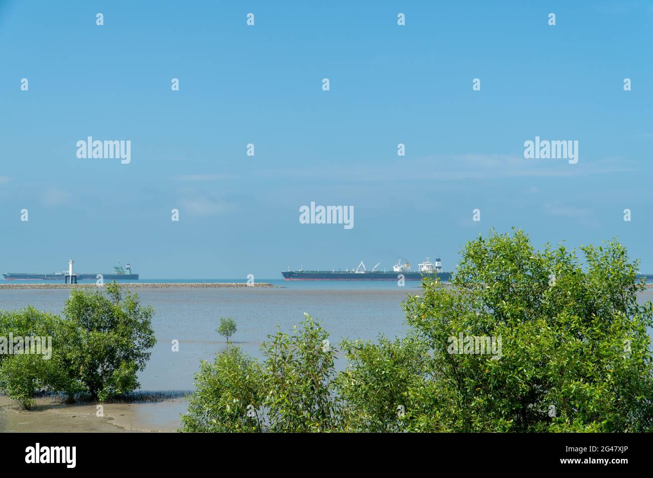 High tide mangrove forest with steamship and blue sky background at ...