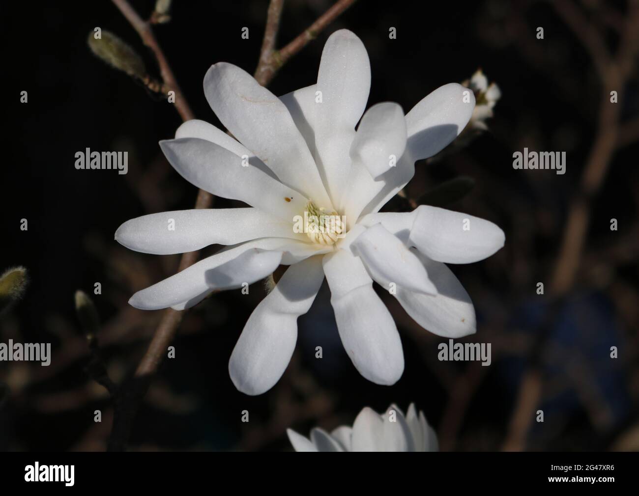 White flower in Spring bloom, UK Stock Photo - Alamy