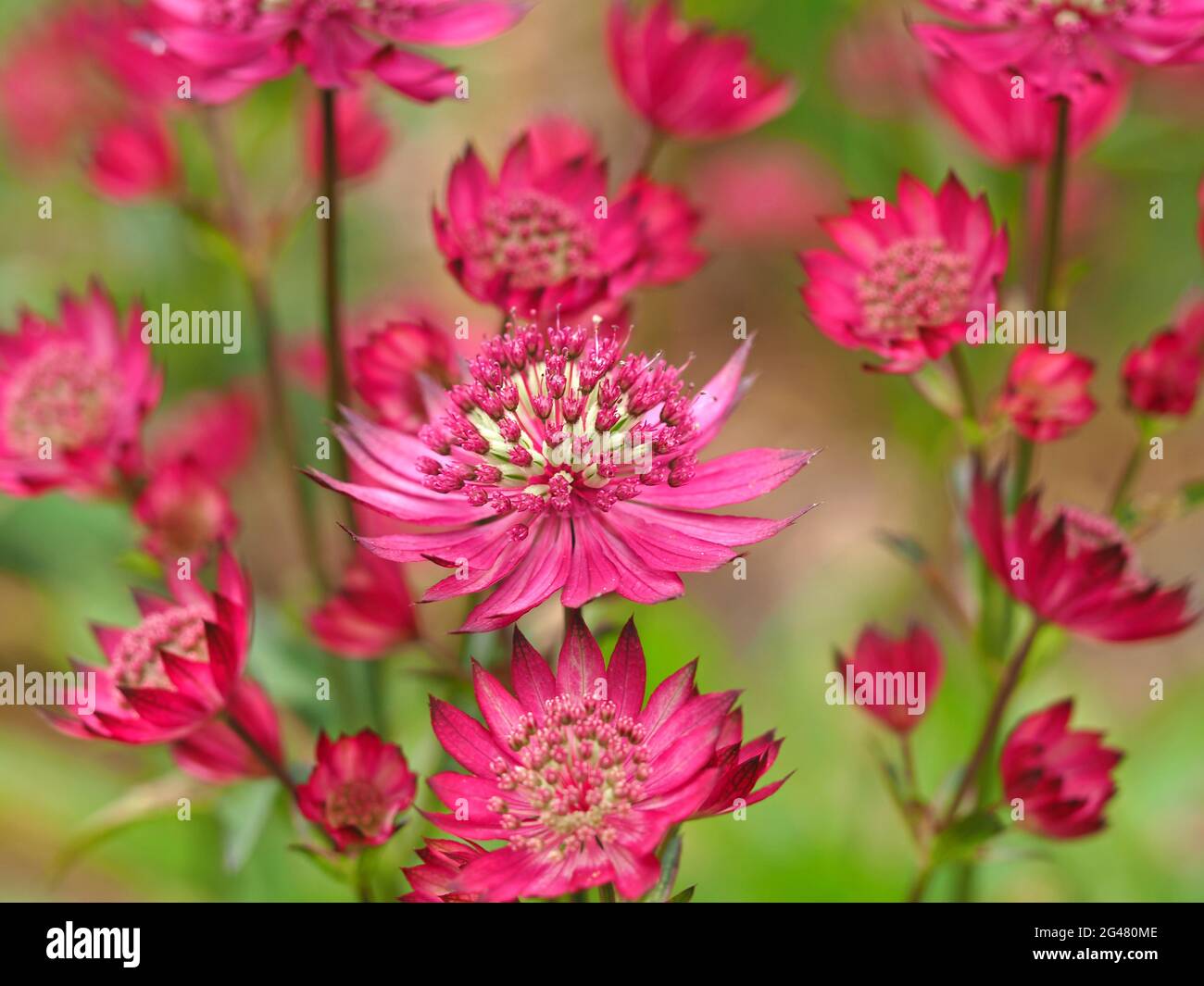 Astrantia flowers hi-res stock photography and images - Alamy