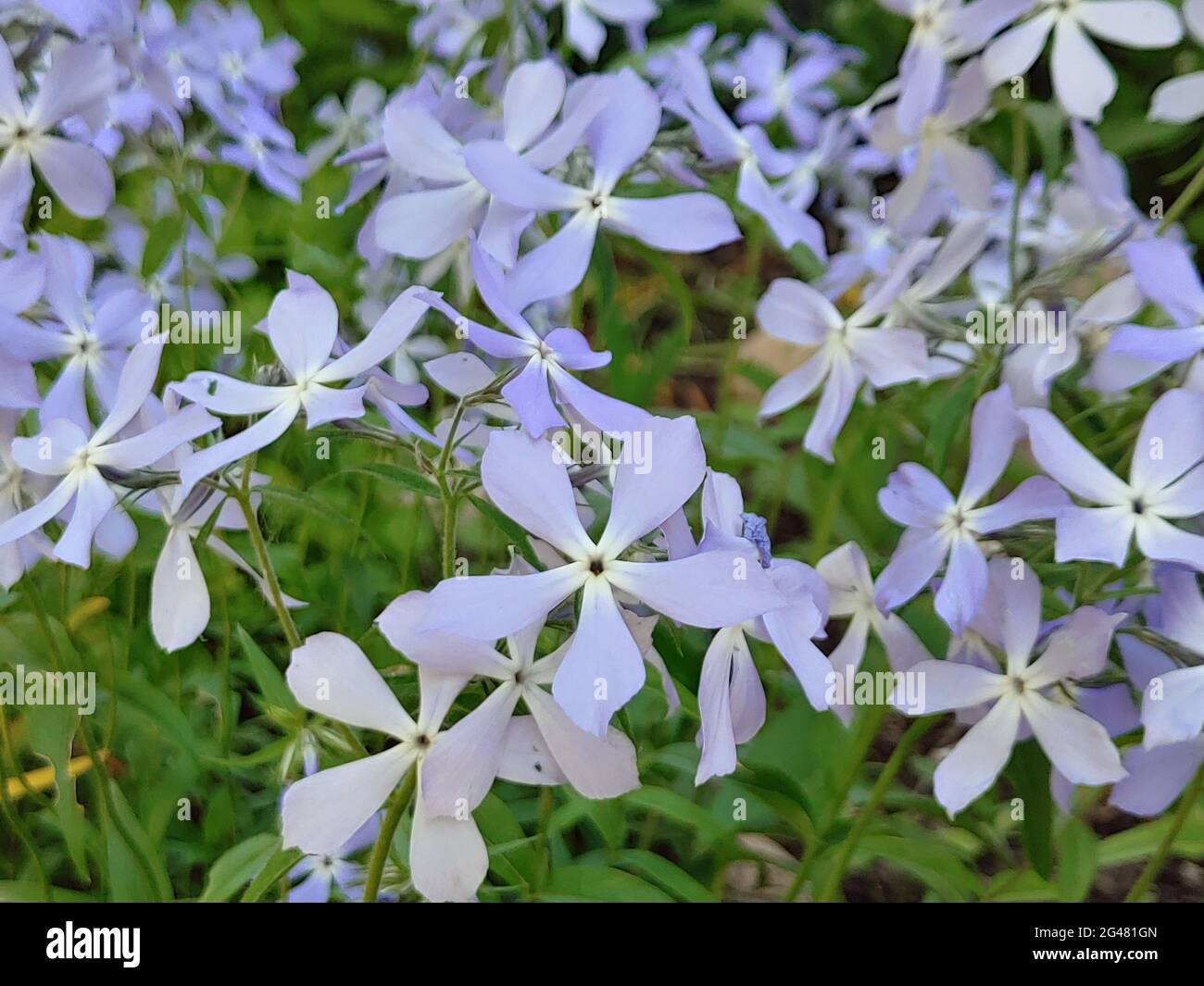 Delicate wild blue phlox (Phlox divaricata) flowers in sunlight Stock ...