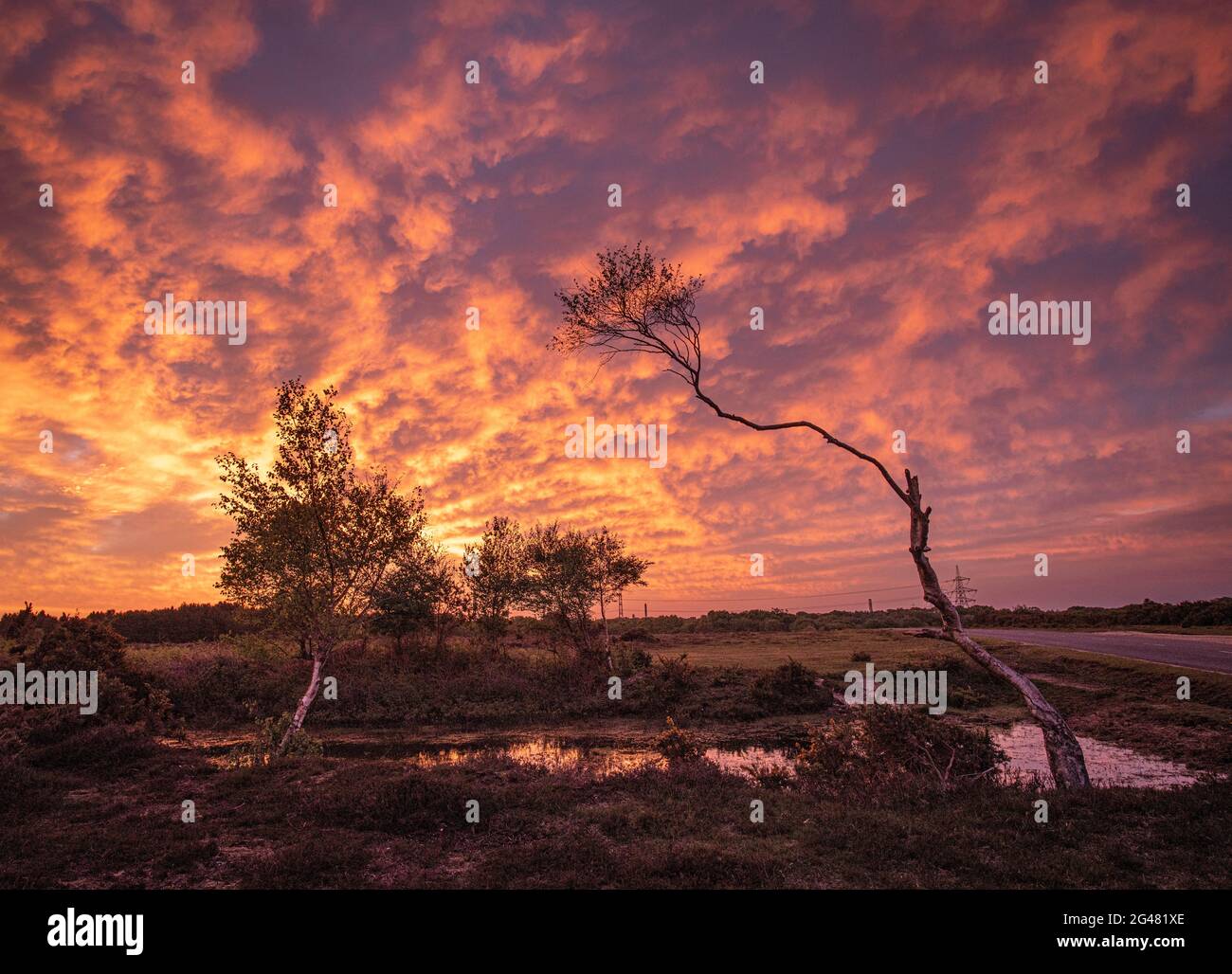 Holbury Tree, New Forest sunrises Stock Photo - Alamy