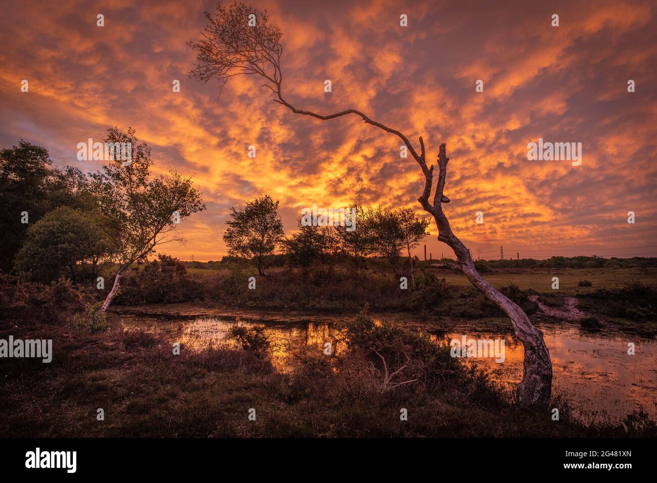 Holbury Tree, New Forest sunrises Stock Photo - Alamy