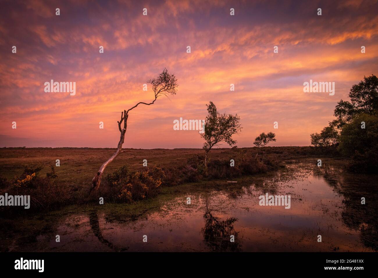 Holbury Tree, New Forest sunrises Stock Photo - Alamy