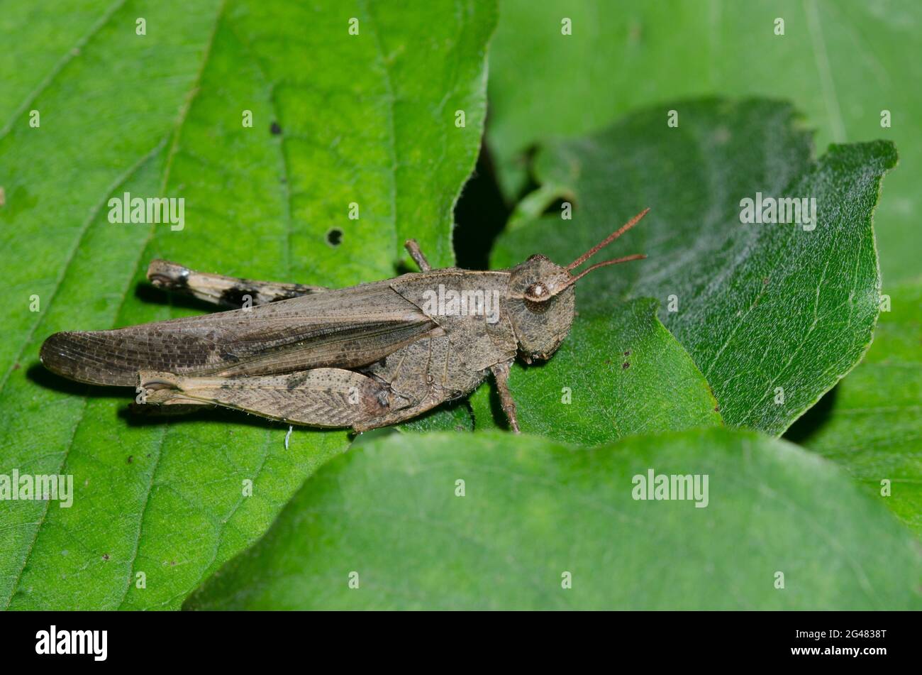 Northern Green-striped Grasshopper, Chortophaga viridifasciata, female ...