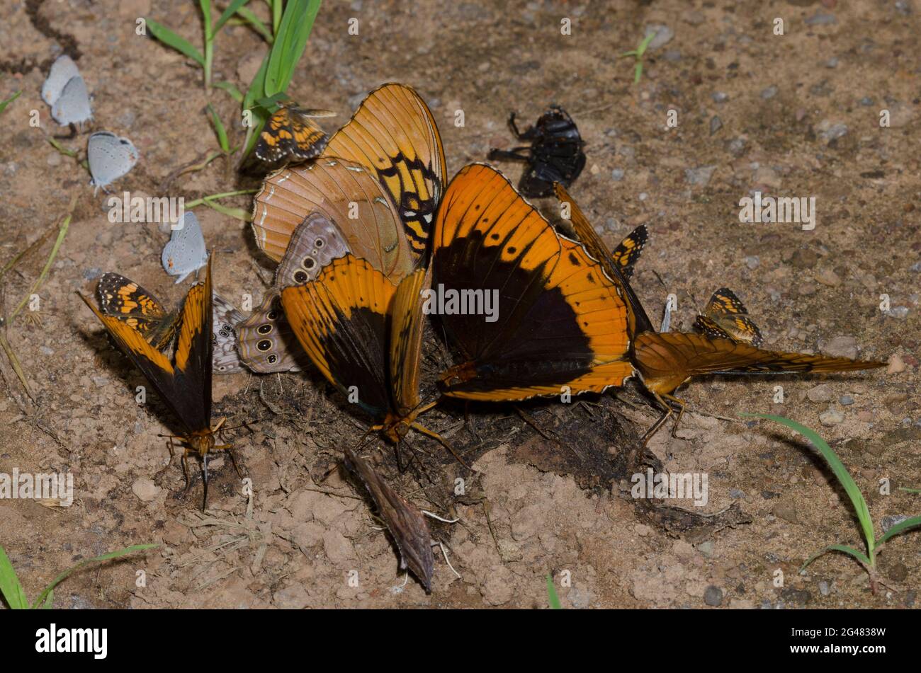 Butterflies on Scat Stock Photo - Alamy