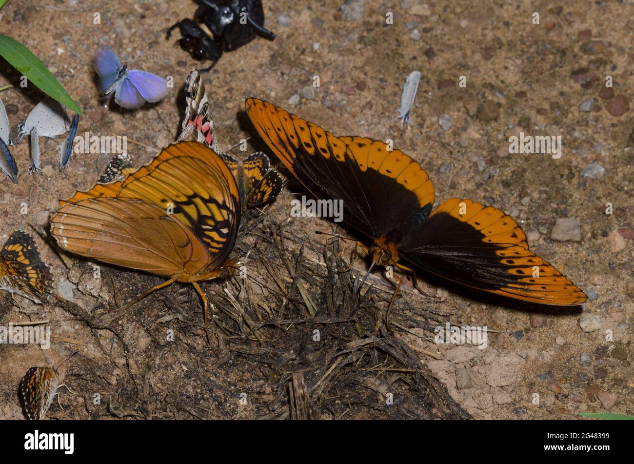 Butterflies on Scat Stock Photo - Alamy