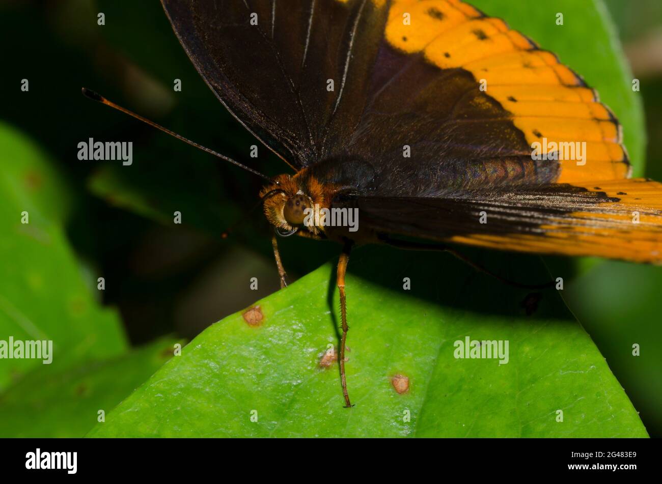 Diana Butterfly High Resolution Stock Photography and Images - Alamy