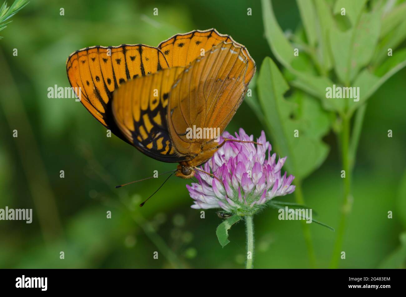 Diana fritillary butterfly hi-res stock photography and images - Alamy