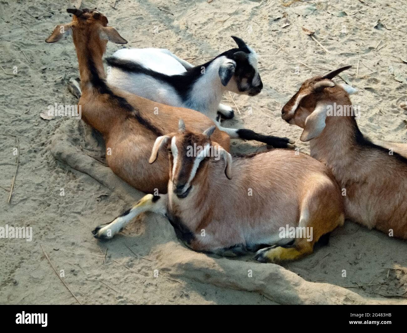 Group of goats resting on the sand on the farm Stock Photo - Alamy