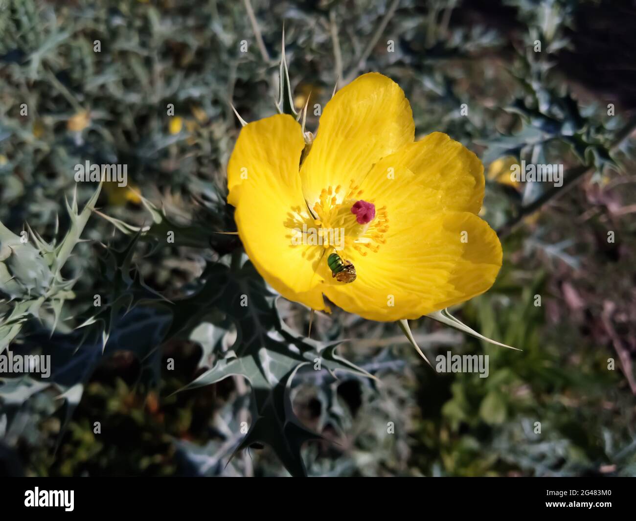 Mexican Prickly Poppy High Resolution Stock Photography and Images - Alamy