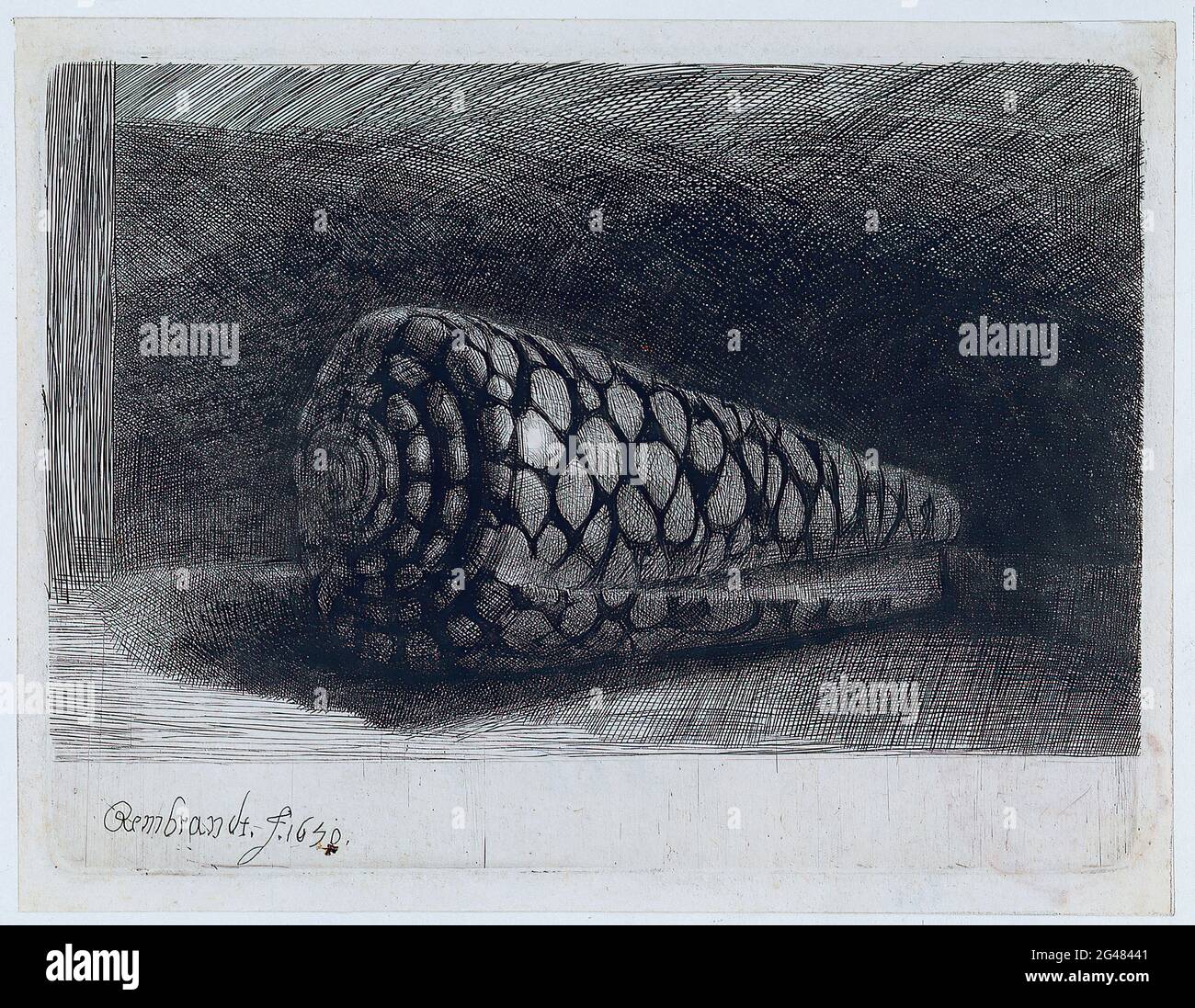 Rembrandt shell hi-res stock photography and images - Alamy