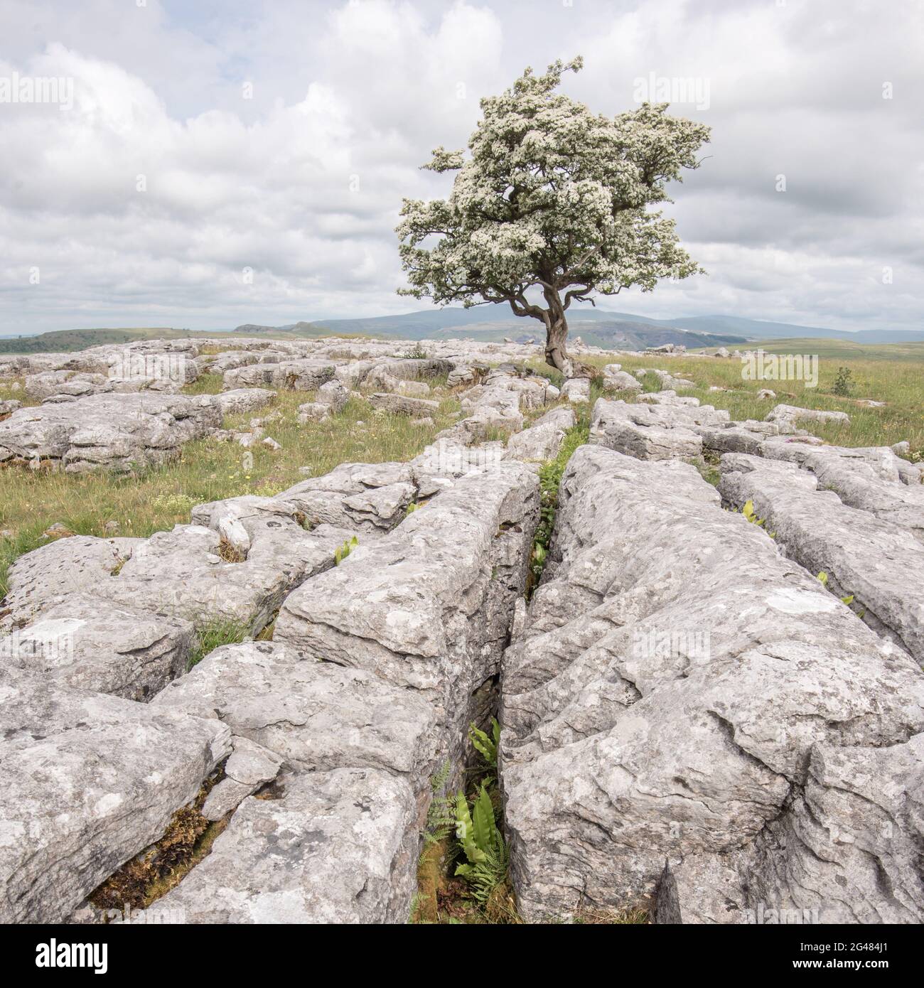 Yorkshire Dales limestone scenery Stock Photo - Alamy