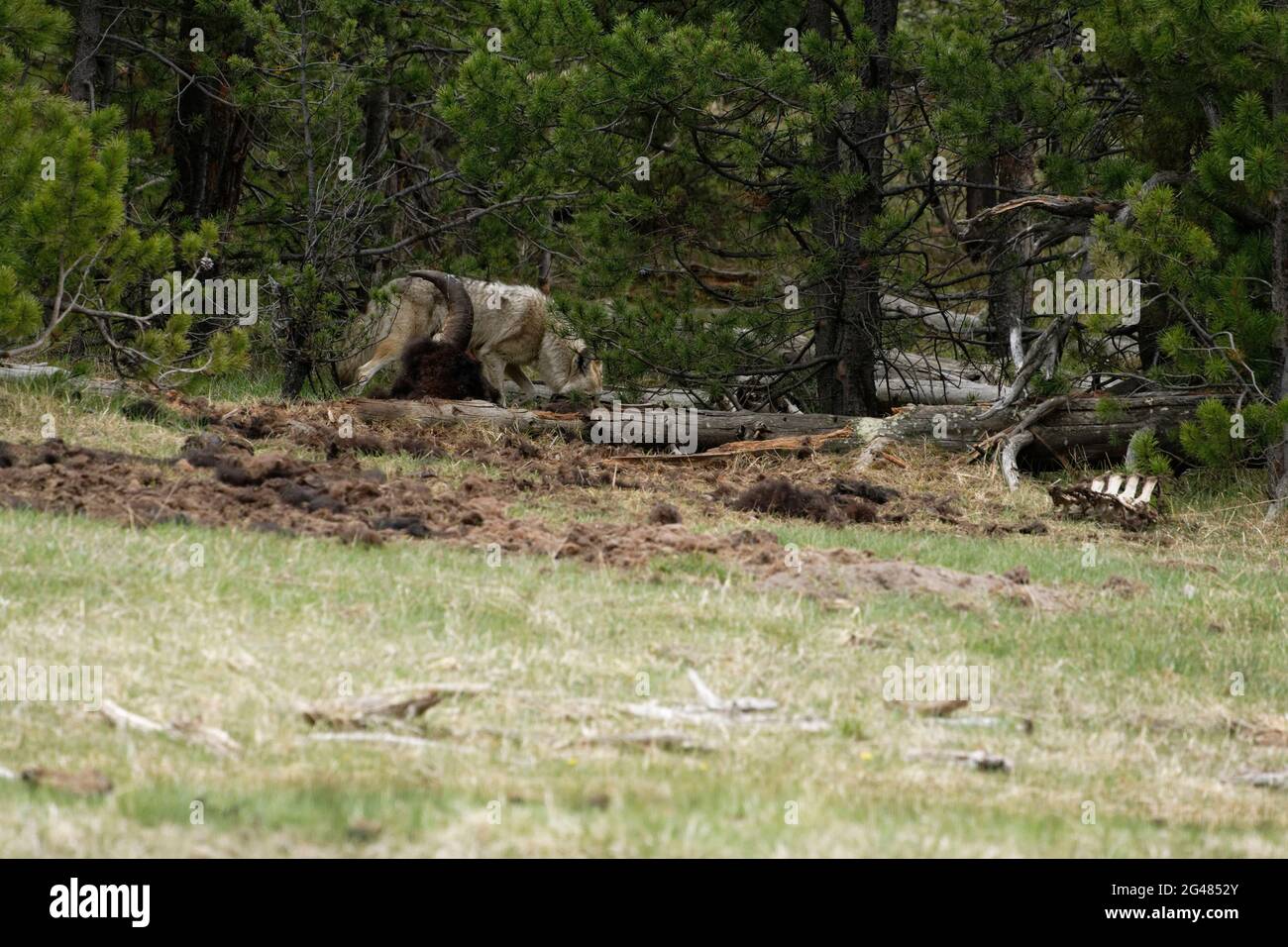Coywolf feeding on a bison carcass on the Madison River in Yellowstone ...