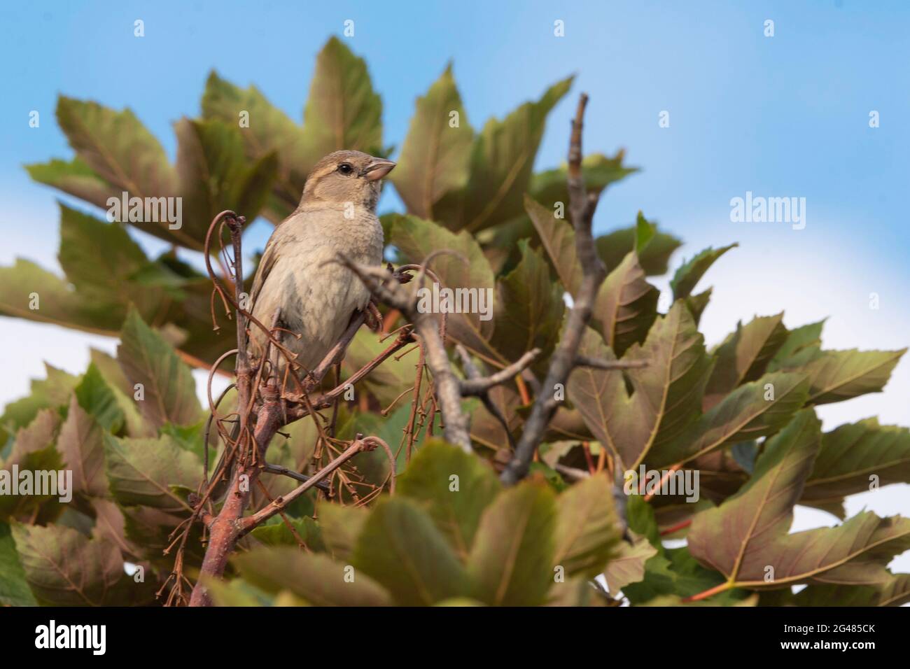 Bird - The Eurasian tree sparrow (Passer montanus) is a passerine bird ...